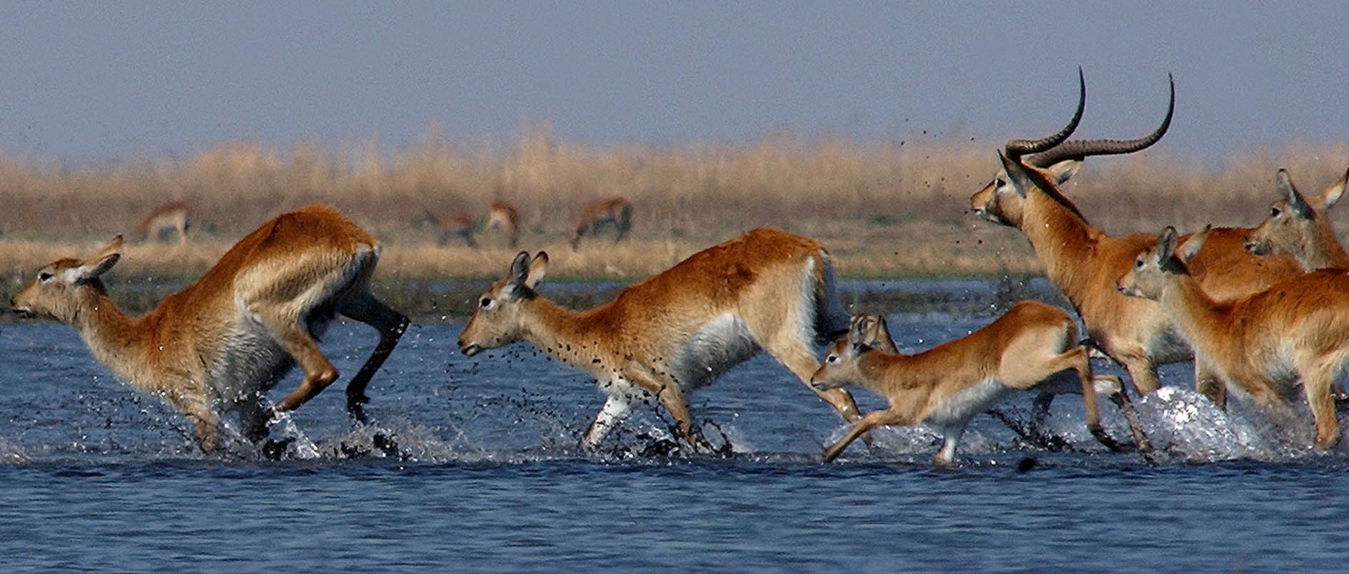 Chipembele Wildlife Education Trust | Elephant Charge